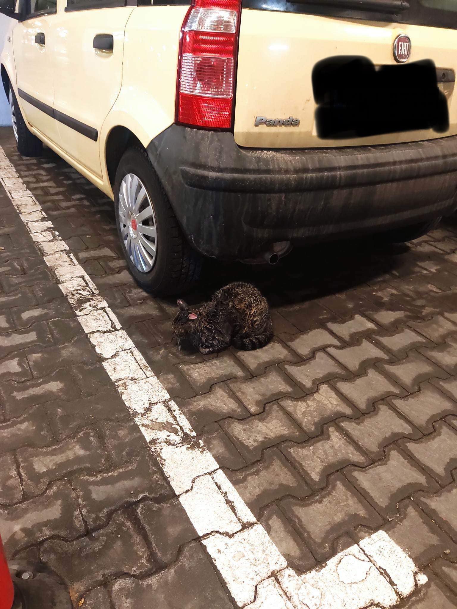 Wykopany żywy pies, przejechany kot, wczorajszy dzień był tragiczny dla ...